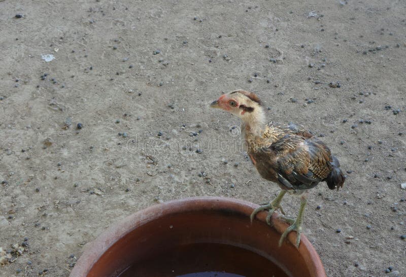 Chicken on Clay Water Pot in the Hot Summer Day Stock Image - Image of ...