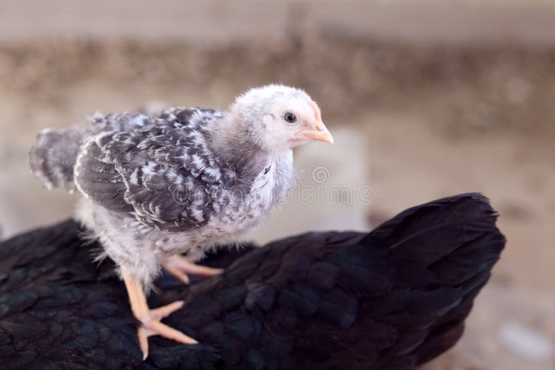 The Small Chicken Sits on the Back of the Chicken Stock Image - Image ...