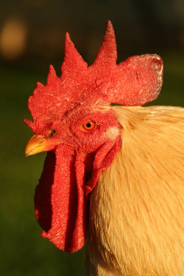 Rooster Portait Stock Photos - Free & Royalty-Free Stock Photos from ...