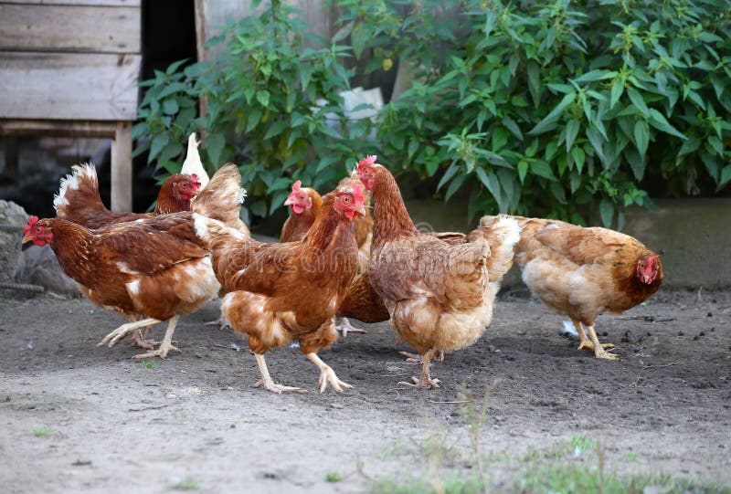Chicken and on Farm, Shooting Outdoors. Rustic Theme. Stock Image ...