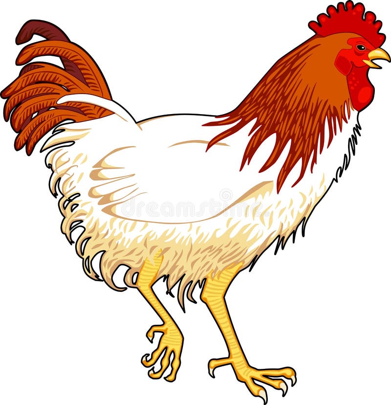 Chicken stock vector. Illustration of golden, vector - 63317075