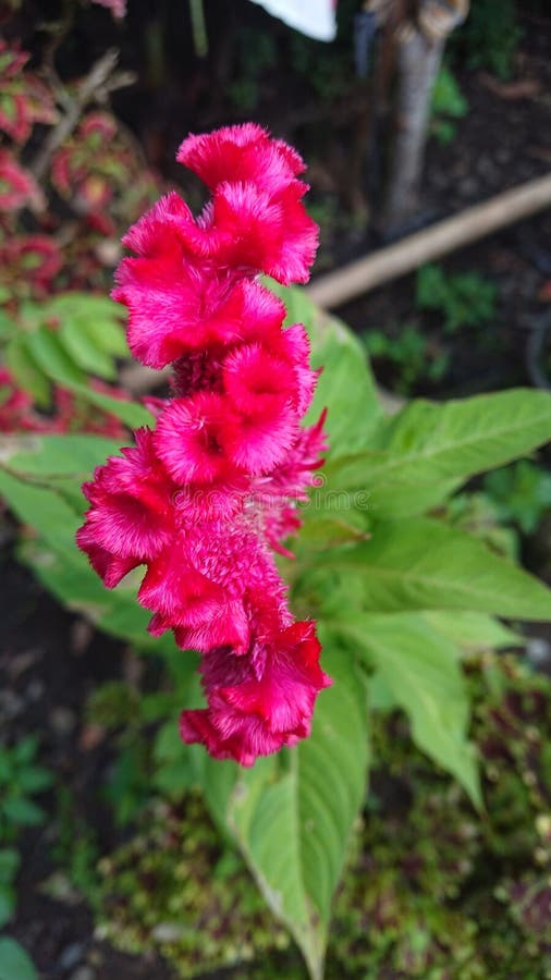 Chicken comb flower stock photo. Image of flower, meadow - 270669992