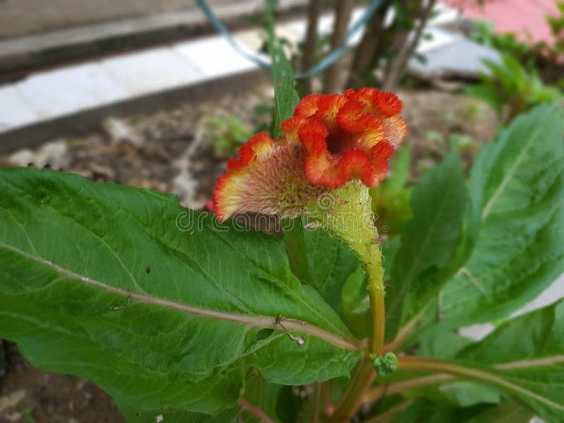 Chicken Comb Flowers Crested Celosia in the Park Selective Stock Photo ...