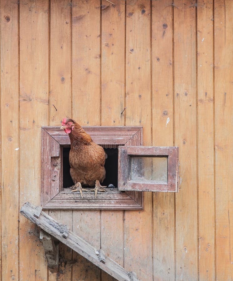 Chicken Comes Out of the Chicken Coop Stock Photo - Image of coming ...