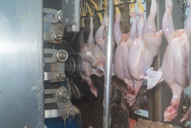 The Chicken on the Conveyor Chain after Slice before Remove Feather ...