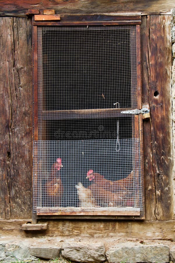 Chicken coop stock photo. Image of domestic, chick, organic - 43634230