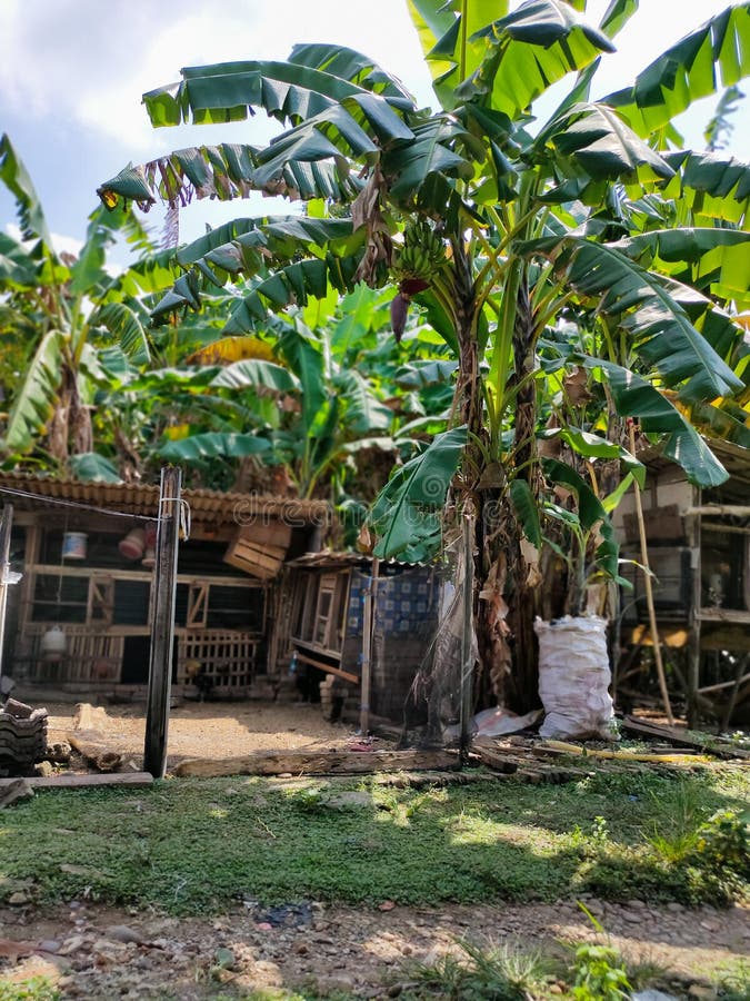 Chicken Coop Covered in Banana Trees Stock Image - Image of coop ...