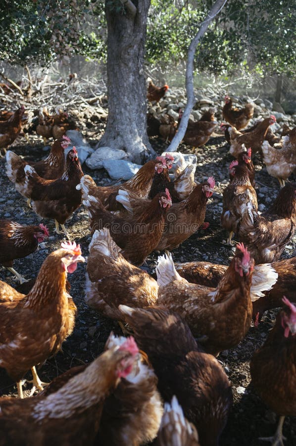 Happy chicken stock photo. Image of hens, farmyard, markings - 228194724
