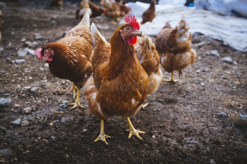 Happy chickens stock image. Image of agriculture, markings - 228194865