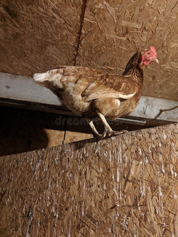 Chicken on a cork slab stock image. Image of brown, slab - 165695437