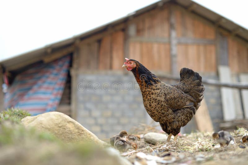 Chicken country stock image. Image of range, meadow, coop - 80965725