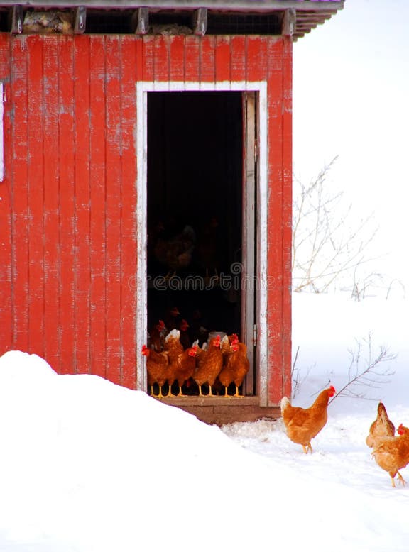 Chicken Coup stock photo. Image of doorway, snow, poultry - 7538518