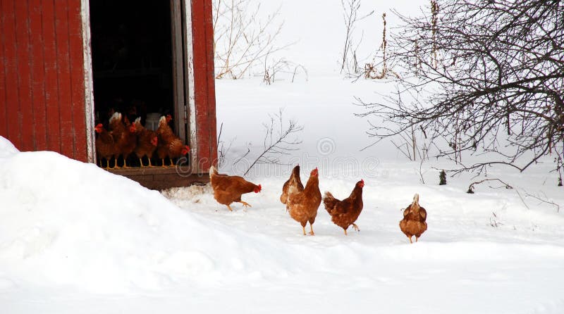 Chicken Coup stock image. Image of chicken, landscape - 7538531