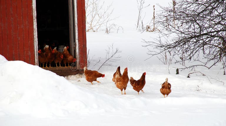 Chicken Coup stock image. Image of chicken, landscape - 7538531