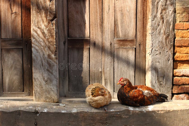 Chicken couple stock image. Image of pair, dirt, wooden - 22844153