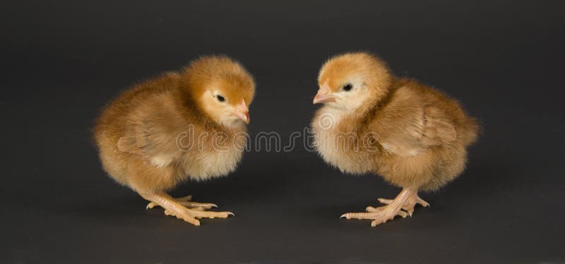 Rhode Island Red Chicken Couple Face To Face Stock Photo - Image of ...