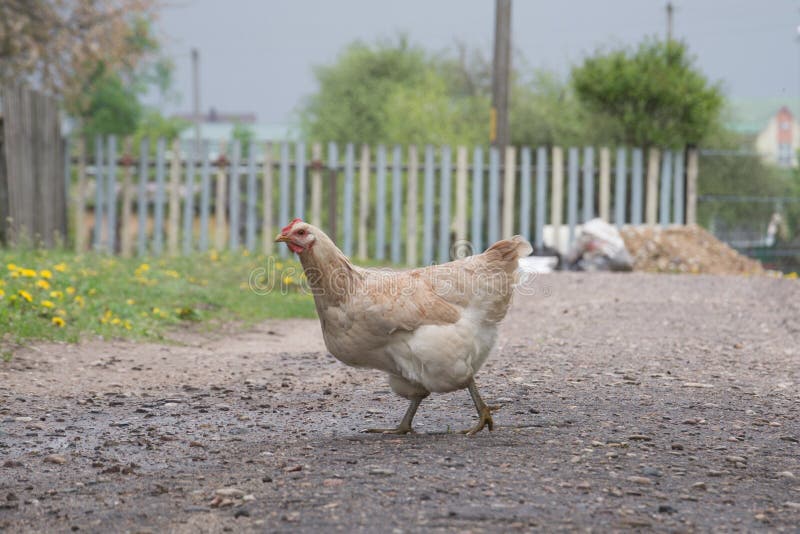 Chicken crosses the road stock photo. Image of cross - 108550756