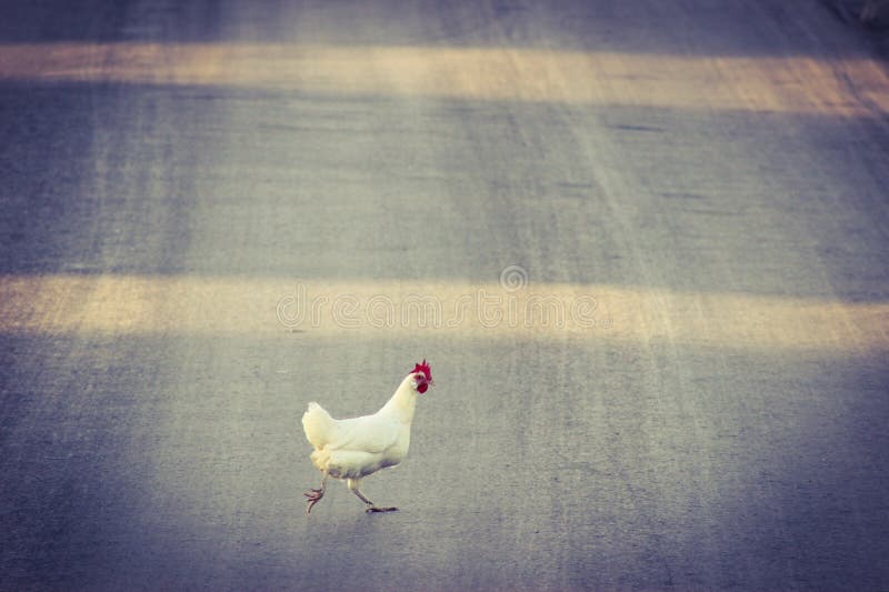 Chicken Crossing stock image. Image of fowl, crossing - 317934883