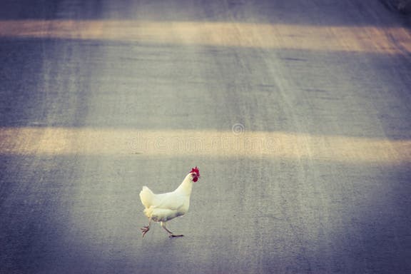 Chicken Crossing stock image. Image of fowl, crossing - 317934883