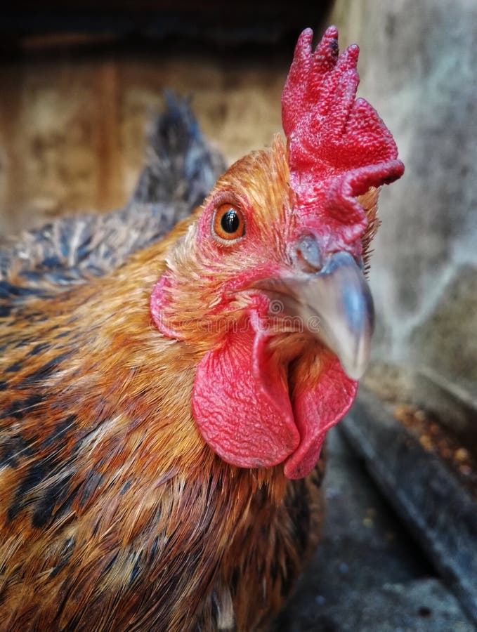 Chicken 8 stock image. Image of male, livestock, ranch - 85095401