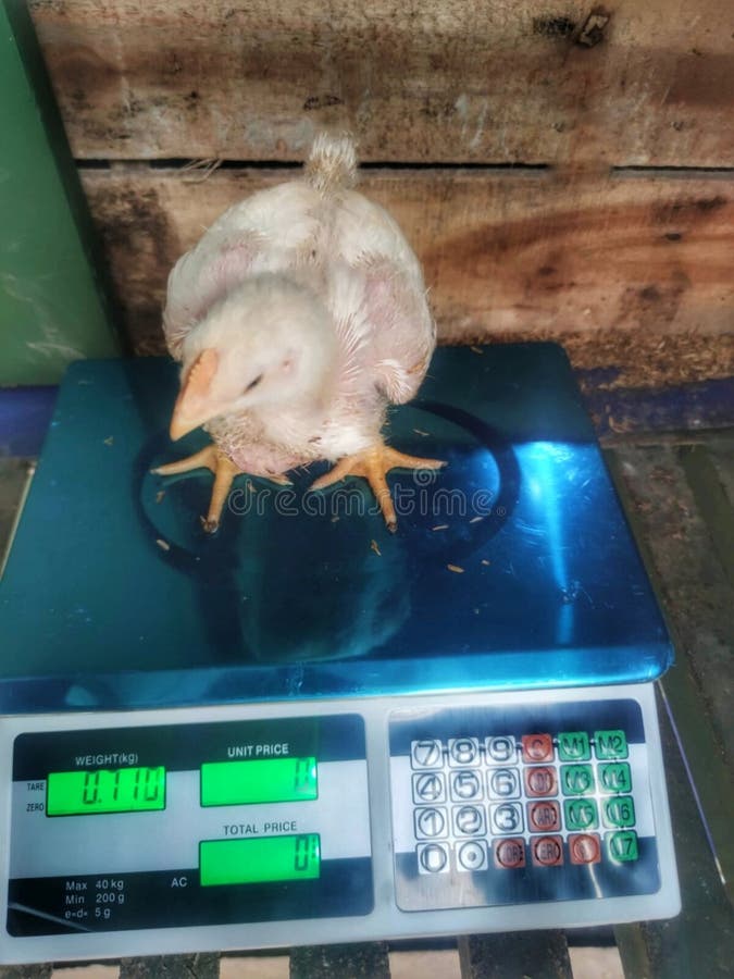 Chicken Cute, Chicken Broiler, Broiler Commercial Stock Photo - Image ...