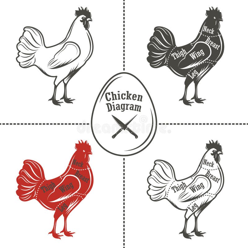 Chicken cuts diagram stock vector. Illustration of butchery - 55150704