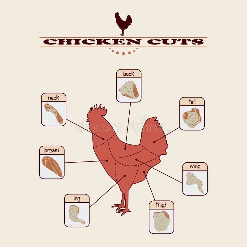 Chicken cuts stock vector. Illustration of neck, chart - 60424240