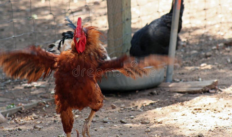 Chicken Dance stock photo. Image of poultry, farm, rural - 1056448