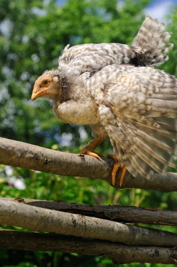Chicken Dancing on Wicker Fence Stock Photo - Image of livestock ...