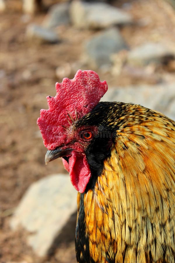 Chicken stock image. Image of feathers, animal, farm - 39174327