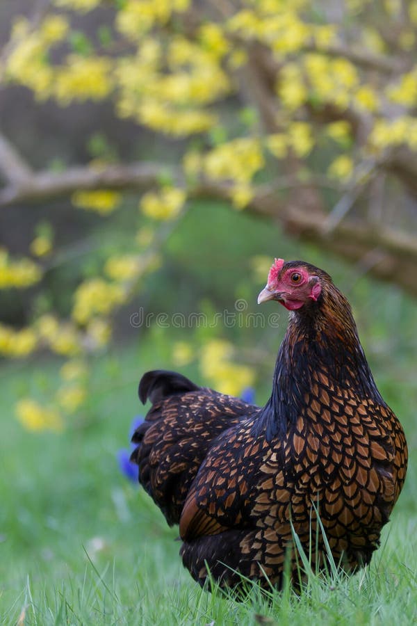 Chicken stock image. Image of denmark, grass, farm, chick - 134745127