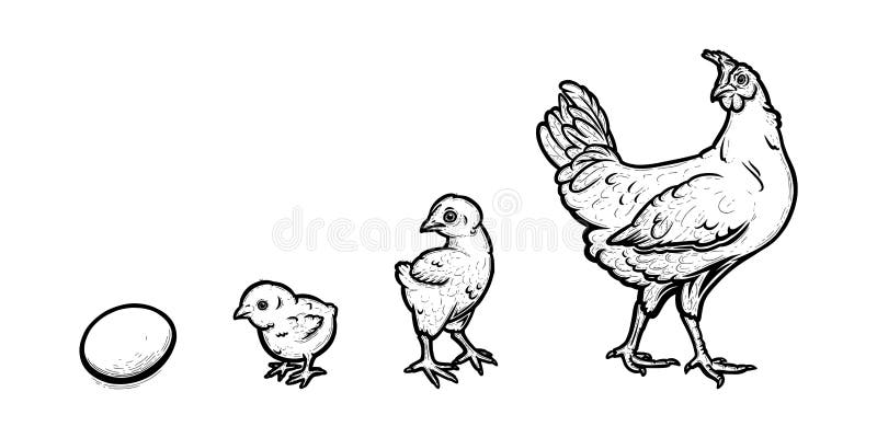 Chicken Development from Egg To Hen. Growth of a Bird in Four Stages ...