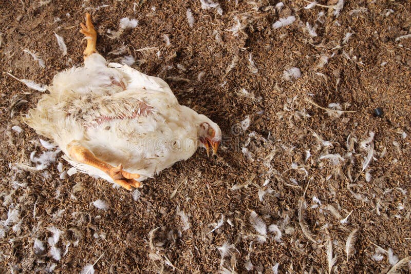 Chicken that Died on a Chicken Farm Stock Image - Image of baby, house ...