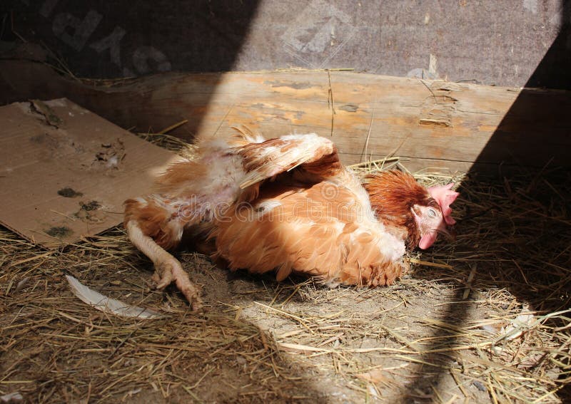 Chicken Disease a Dead Bird Lies on a Poultry Farm Stock Image - Image ...