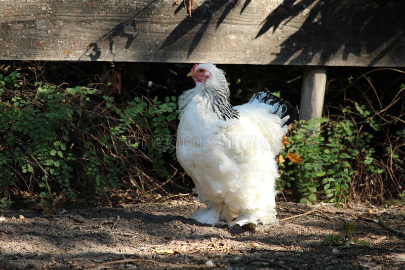 Big Chicken stock image. Image of rooster, chicken, comb - 126533389