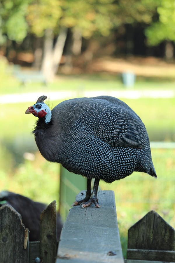 Big Chicken stock photo. Image of portrait, animal, rural - 126533650