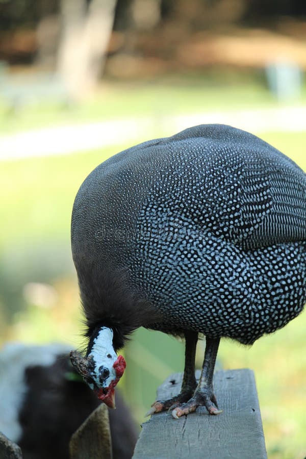 Big Fat Hen Stock Photos - Free & Royalty-Free Stock Photos from Dreamstime