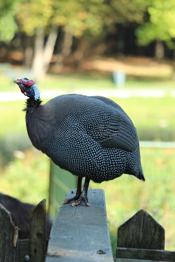 Big Chicken stock image. Image of bird, head, chicken - 126533791