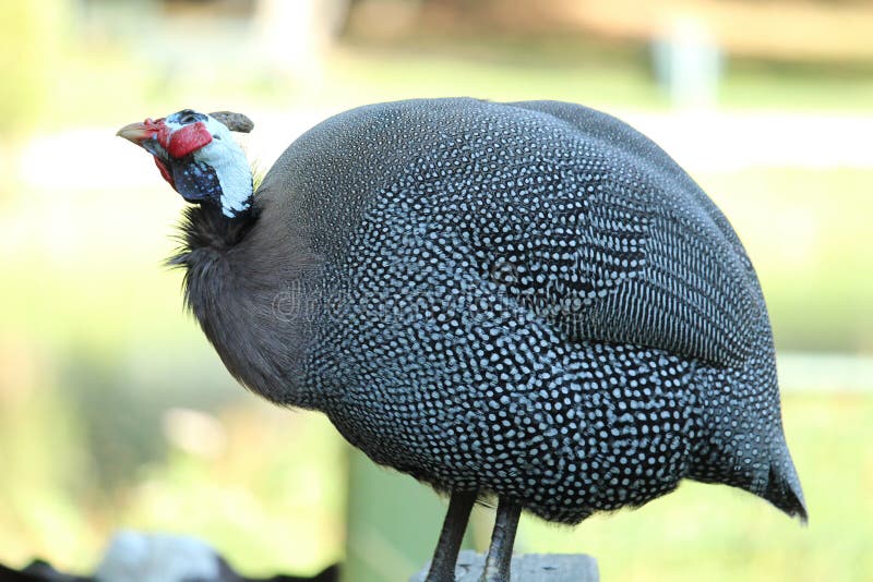 Big Chicken stock photo. Image of comb, poultry, bird - 126533828