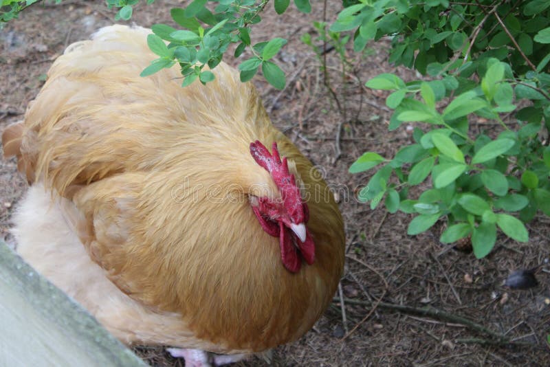 Fat Rooster stock image. Image of rural, nature, feather - 115573751