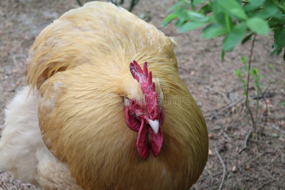 Fat Rooster stock image. Image of chicken, feathers - 115573795