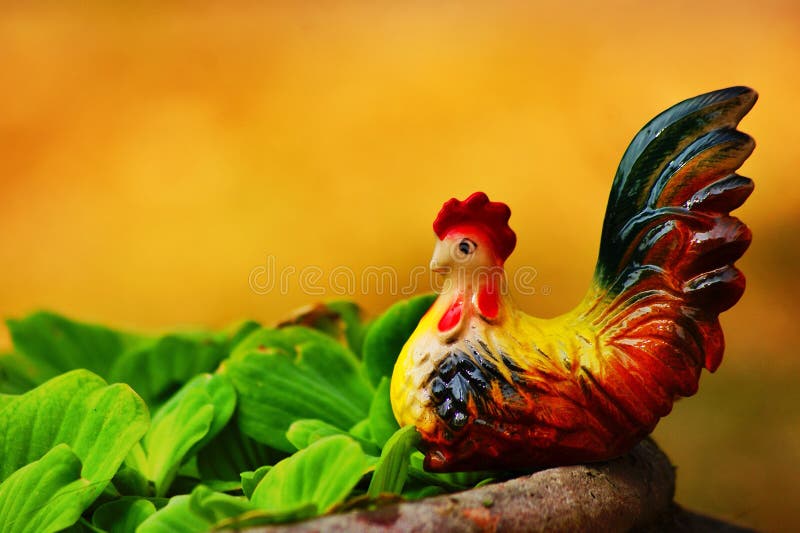 Chicken stock photo. Image of morning, nice, chicken - 45450250