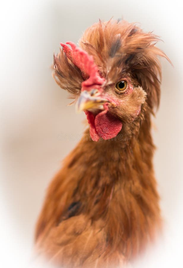 Chicken stock photo. Image of brown, bird, chick, outdoors - 99804858