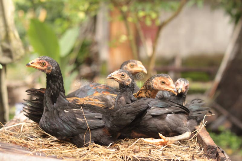 Chicken domestik stock photo. Image of beak, nature - 204051660