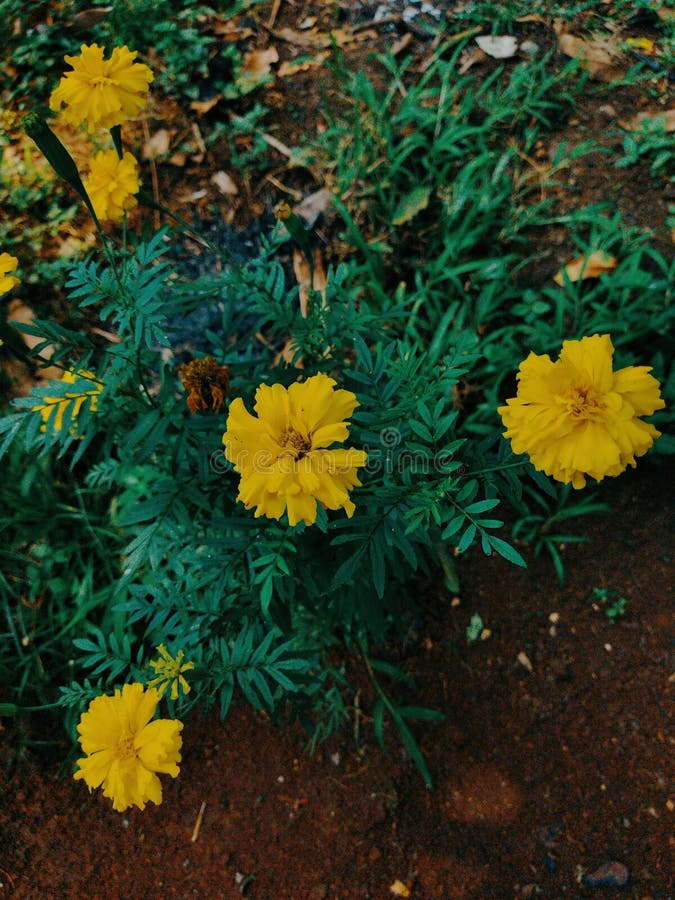 Droppingsbeautiful Stock Photos - Free & Royalty-Free Stock Photos from ...