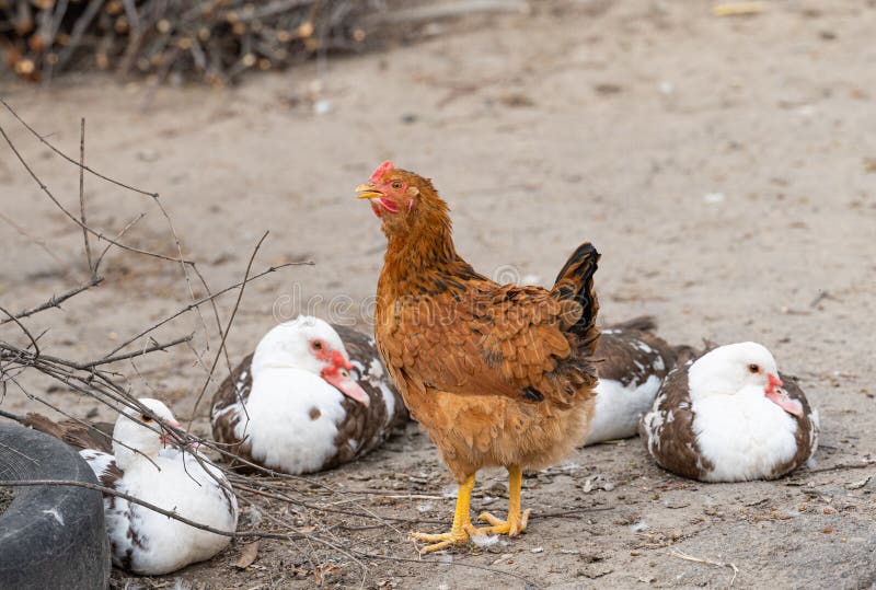 Chicken with ducks stock image. Image of animal, herd - 331846187