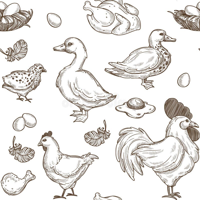 Sketch Chicken Hen Stock Illustrations – 3,611 Sketch Chicken Hen Stock ...