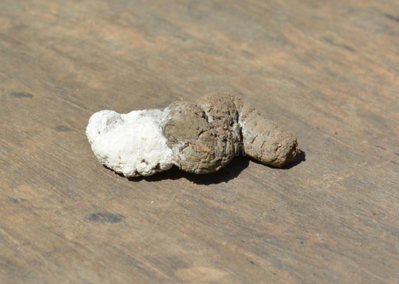 277 Chicken Dung Stock Photos - Free & Royalty-Free Stock Photos from ...