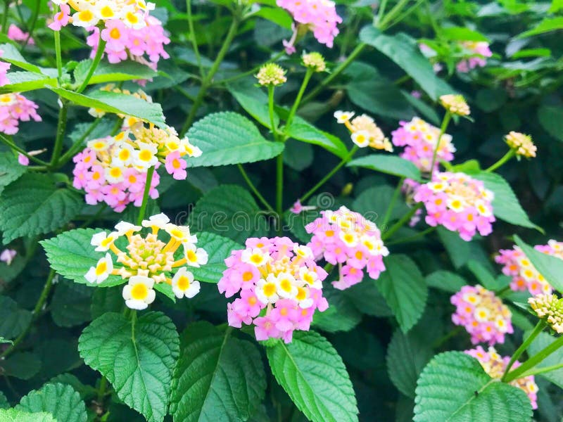 Chicken dung flower stock image. Image of pink, chicken - 354023589
