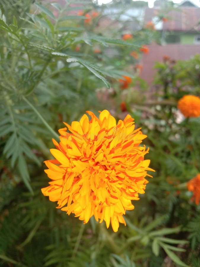 Chicken Dung Flower, this Flower Symbolizes Courage, Resilience and ...